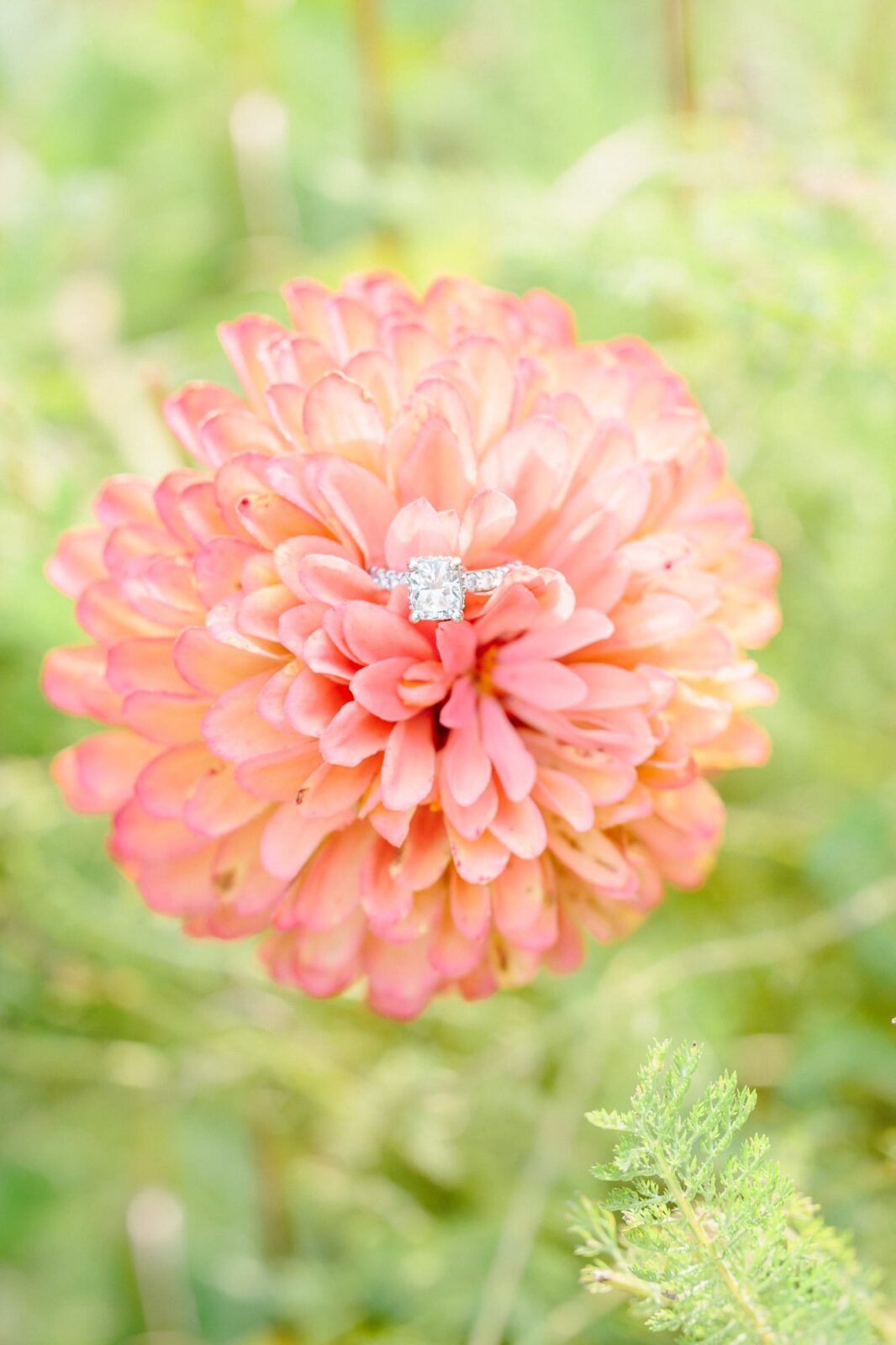 Summer Sun at North Corner Haven | Savvy Leigh Photography