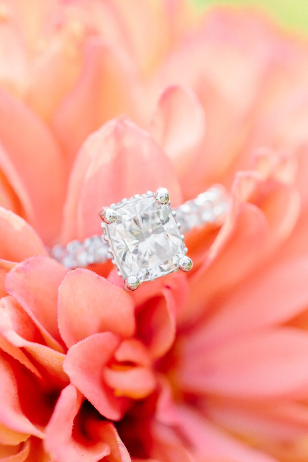 Summer Sun at North Corner Haven | Savvy Leigh Photography